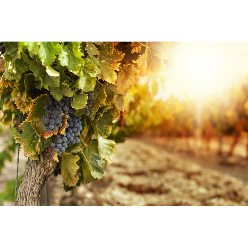 The Best Wine Regions to visit in Valencia